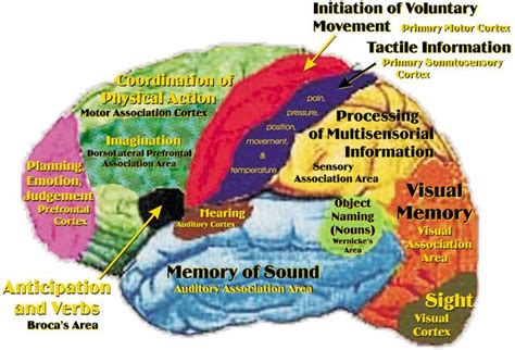 NeuroAnatomy