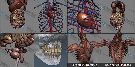 3D模型 人类男性和女性完整的解剖人体器官 肌肉 心脏 内脏 脉络 骨骼 生物器官 地底星空 资源网