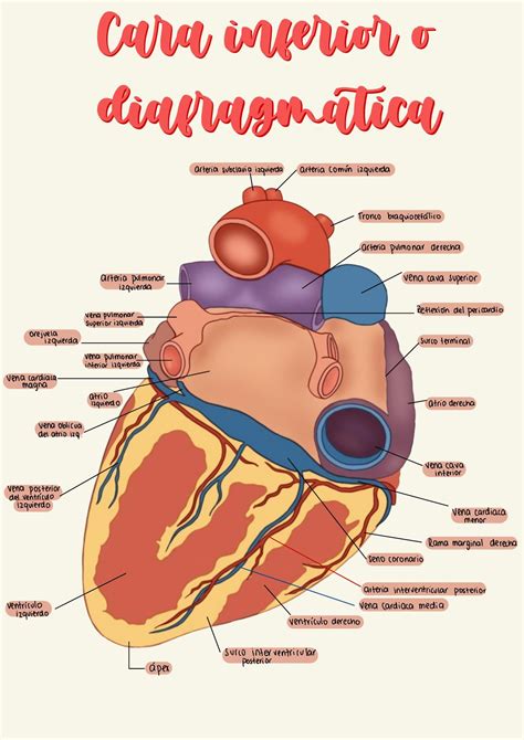 Cara diafragmática del corazón uDocz Adel Carrera Medicine