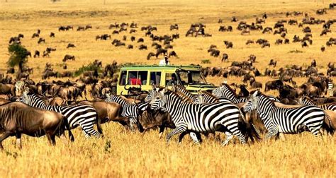 4 Days Private Safari Serengeti Ngorongoro And Tarangire National
