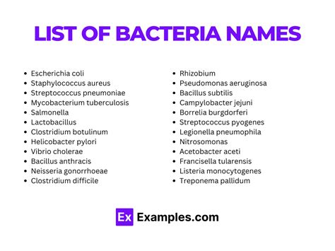 Bacteria Definition Lists Types Structure Classification