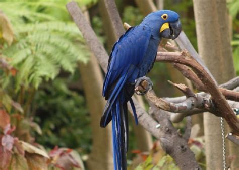 Arara azul de lear características reprodução alimentação canto e