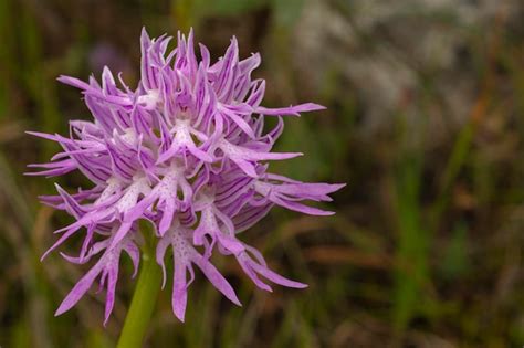 Premium Photo Naked Man Orchid Or Italian Orchid Orchis Italica