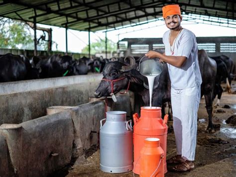 World Milk Day India Cattle Feed Crisis Growing In India Know Moofarm