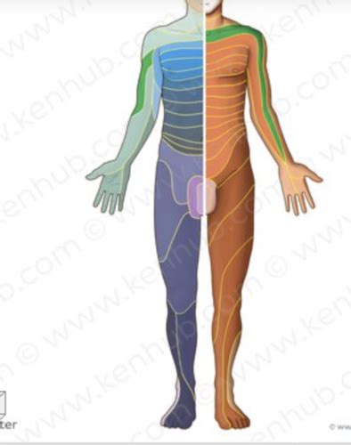 Neuro Treatment Dermatomes And Myotomes Flashcards Quizlet