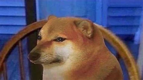 Muere Cheems el perrito más famoso del internet Ambas Manos