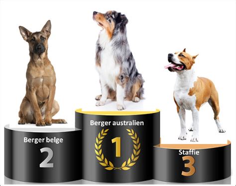 Races de chiens préférées des français en 2018 Animal Futé
