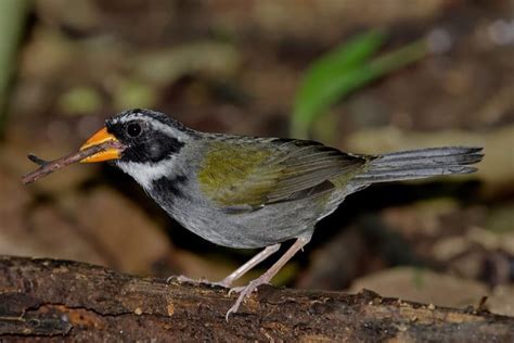 Tico Tico De Bico Laranja Caracter Sticas Habitat Reprodu O E