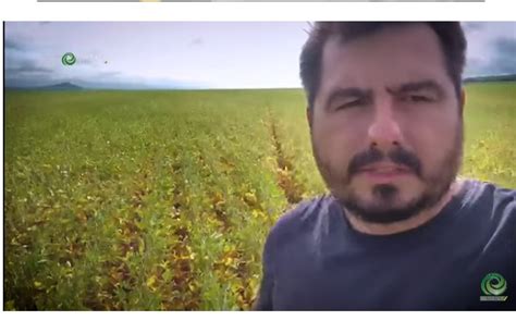 Produtor Mostra Realidade Assustadora Da Safra Em MT E Afirma