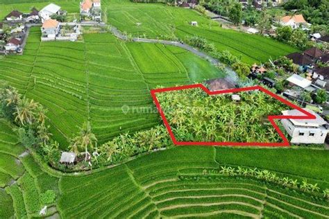Dijual Tanah 11 Are Jalan Tumbak Bayuh Pererenan Lingkungan Tenang