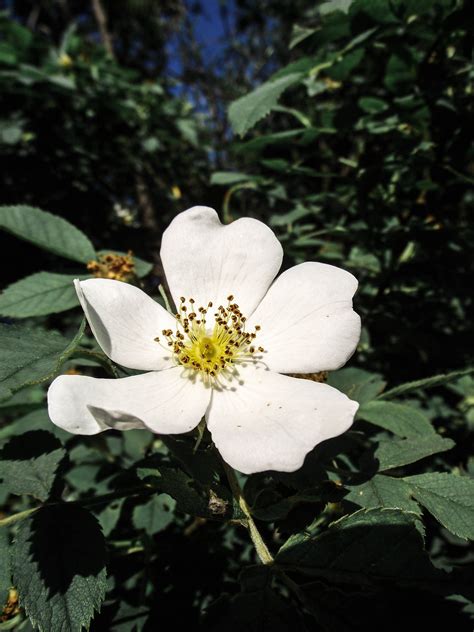 Flor Jardín Naturaleza Foto gratis en Pixabay Pixabay