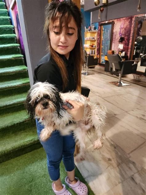 Pet Sitter In Gurgaon Delhi Gurugram Explorer Pet Sitting