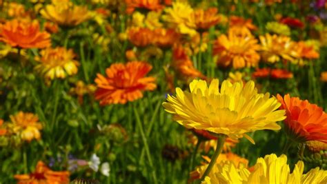 Lexikon der Heilkräuter Ringelblume Anne Hentschel