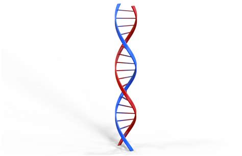 Dna Molecule V D Model Cgtrader