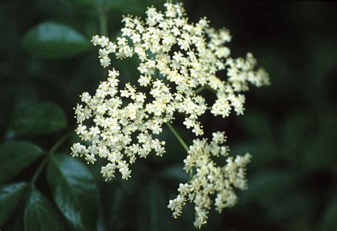Sambucus Nigra Adoxaceae Image At Phytoimages Siu Edu