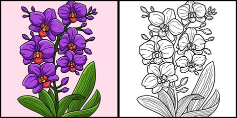 orquídea flor colorear página color ilustración 8823058 Vector en Vecteezy