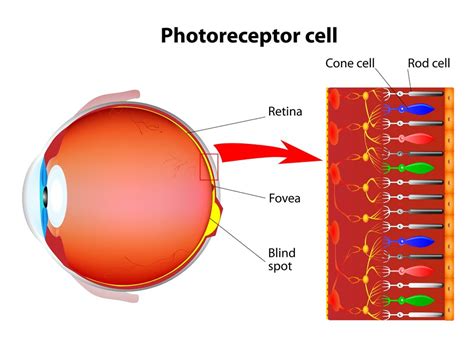 Color Blindness A Guys Guide What Every Man Needs To Know About