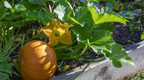 Trucos Infalibles Para Cultivar Calabazas En Tu Huerto Incluso En
