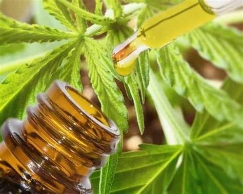 Tout Savoir Sur La Fabrication De Lhuile De Cbd Tegridy
