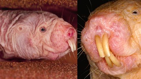 Um animal incrível Rato Toupeira Pelado YouTube