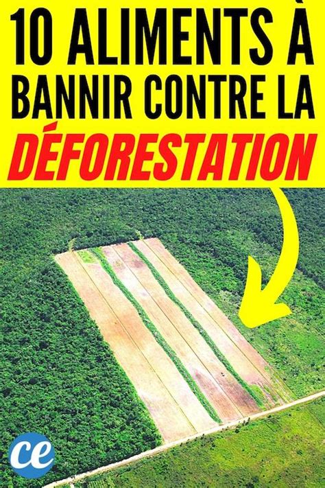 10 Aliments Et Objets à Bannir Pour Lutter Contre la Déforestation