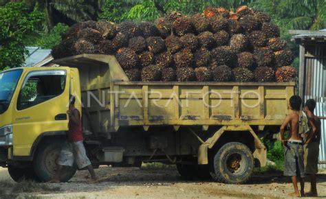 KELAPA SAWIT ANTARA Foto