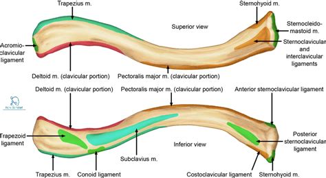 Clavicle Anatomy Muscle Attachment Collarbone Fracture How To Relief