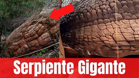 LA SERPIENTE MALDITA DE TAILANDIA EN LA CUEVA DE NAKA LEYENDA VIRAL DE