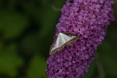 Falter Schmetterling Insekt Kostenloses Foto Auf Pixabay Pixabay