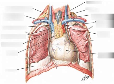 Thoracic Cavity Diagram Quizlet