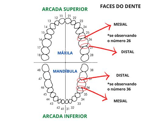 CLASSIFICAÇÃO E NOMENCLATURA DOS DENTES