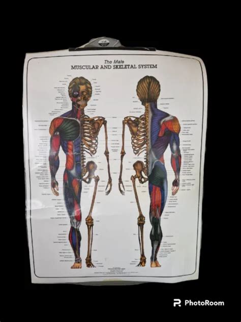 VINTAGE HUMAN MALE Anatomy Body Wall Chart Poster Medical Chart Bruce