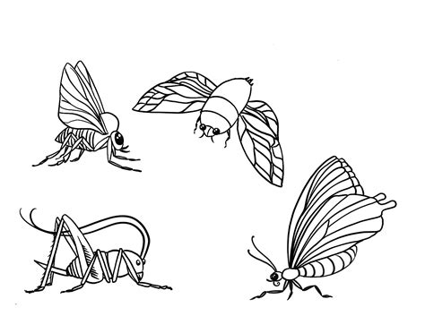 Ausmalbild Insekten Schmetterlinge Käfer Maikäfer Marienkäfer