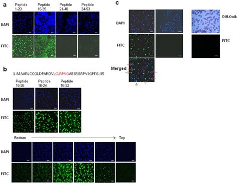 Cell Permeability Of X Protein Peptides A X Protein Peptides Aa