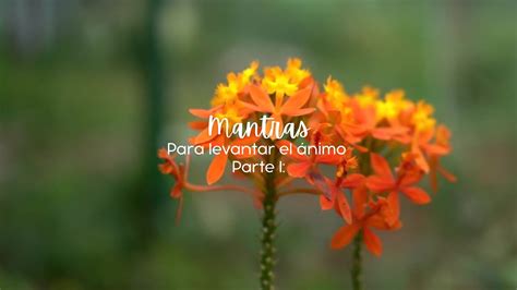 Mantras para levantar el ánimo parte 1 YouTube