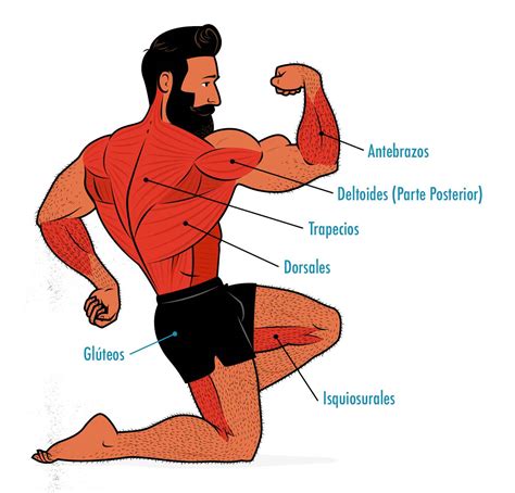 Chin Ups vs Remos con Barra para el Crecimiento de Espalda y Bíceps