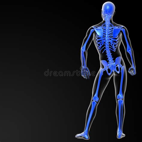 Naked Woman Body Side View With Bone Skeleton Stock Illustration