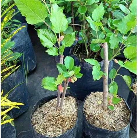 Jual Bibit Tanaman Buah Murbey Tanaman Murbei Mulberry Besaran