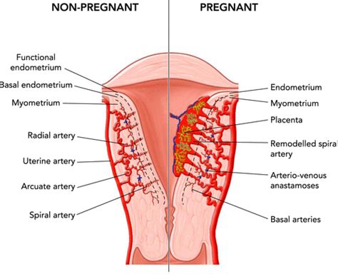 Pelvic Ligaments With Pictures Definitions Flashcards Quizlet