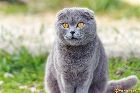 En Güzel Gri Kedi isimleri Miyavliyo