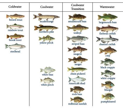Fischarten Liste Mit Bildern Mittelmeer Fischlexikon