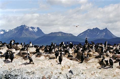 Une Colonie D Albatros Oiseaux Animaux Canal Beagle Terre De