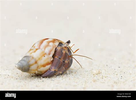 Hermit Crab On A Beach In Andaman Sea Stock Photo Alamy