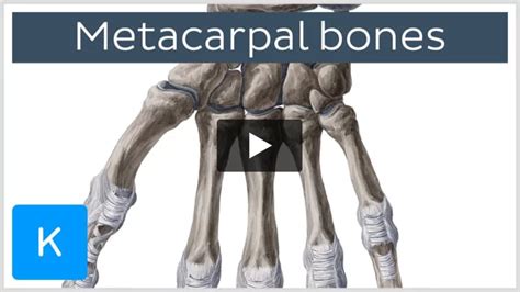 Metacarpal Bones Anatomy Muscle Attachment Joints Kenhub The Best