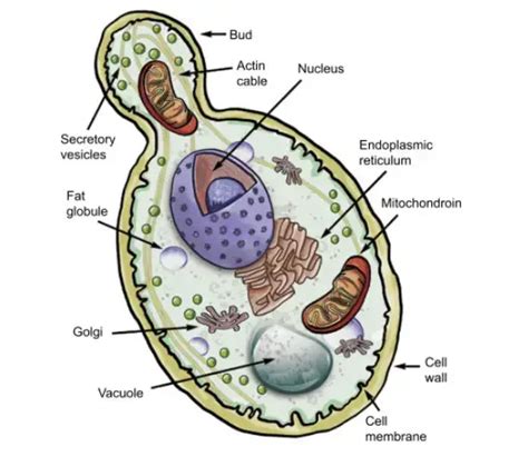 Yeast Structure Reproduction And Uses Microbe Online