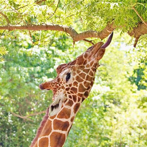 Las jirafas se encuentran desde hace años en peligro de extinción esta