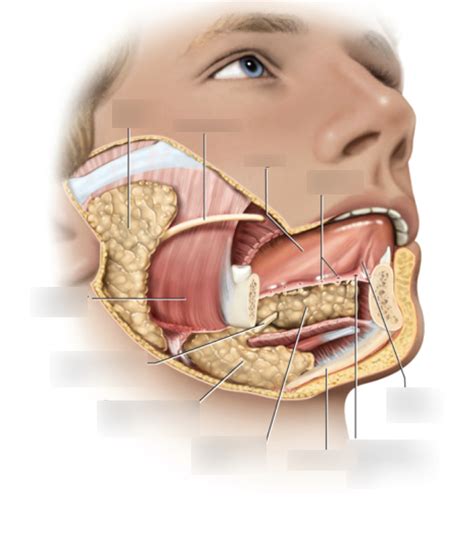 A P Ii Lab Digestive System Exercise The Extrinsic Salivary