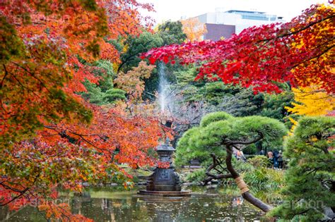 日比谷公園の紅葉 グラフォン無料素材