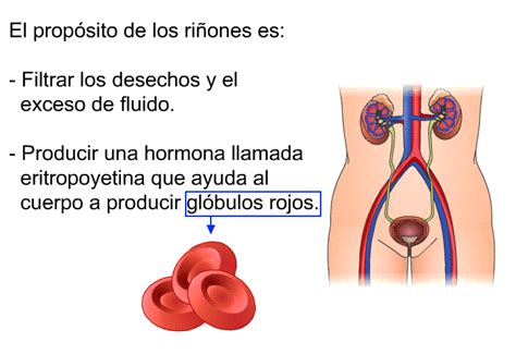 PatEdu Insuficiencia Renal Aguda