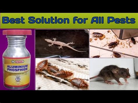 How To Get Rid Of Bed Bugs Cockroaches Lizards Rodents Aluminium